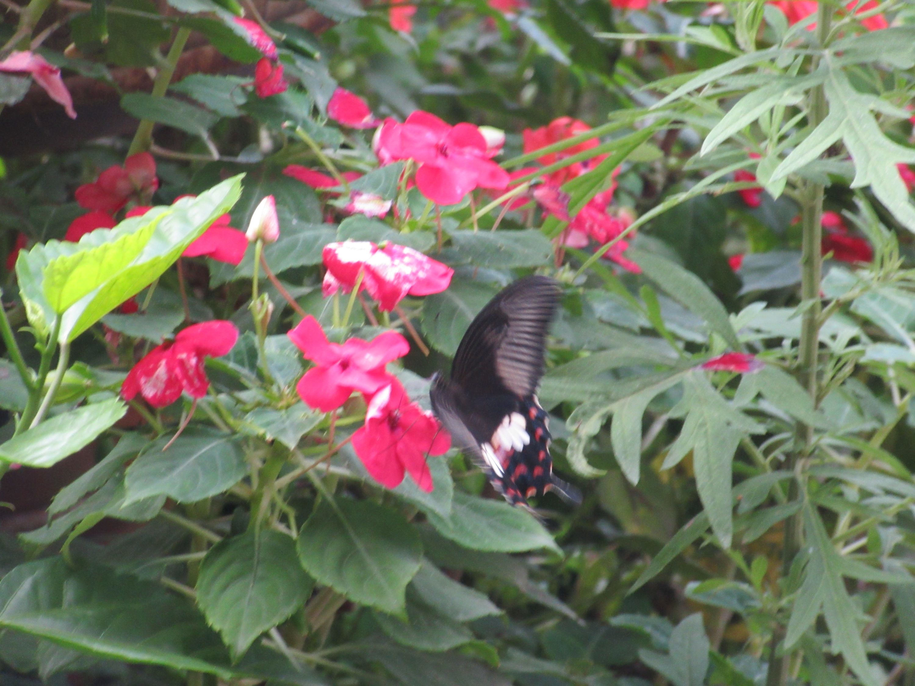 Butterfly Tour
